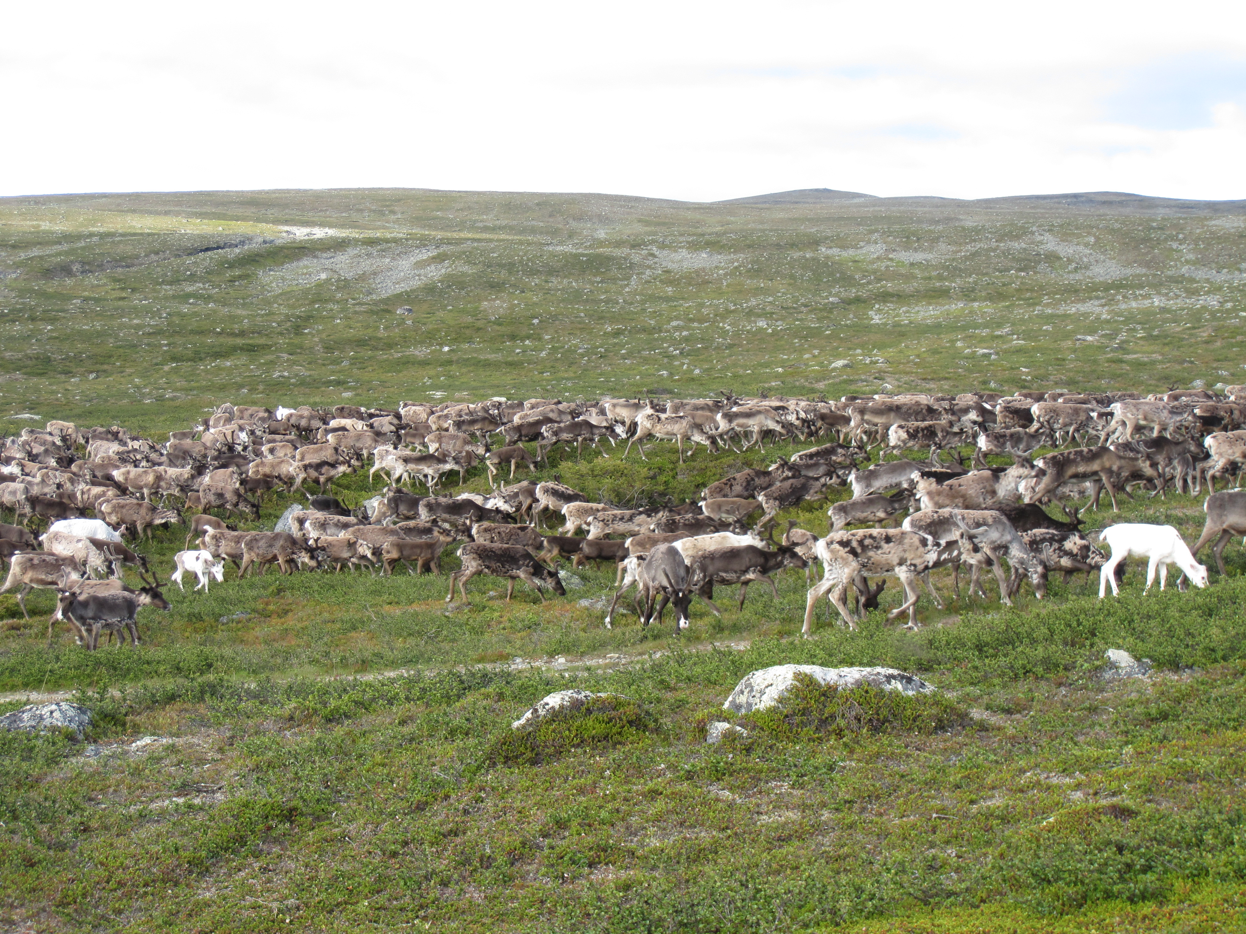 Nutrient Network (NutNet) | Eskelinen Research Group